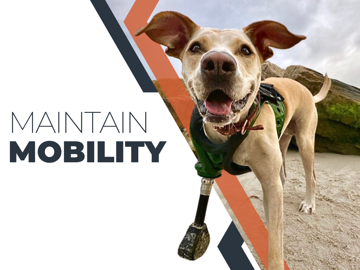 Enhancing Canine Mobility: The Effectiveness of Dog Prosthetics in Pre ...